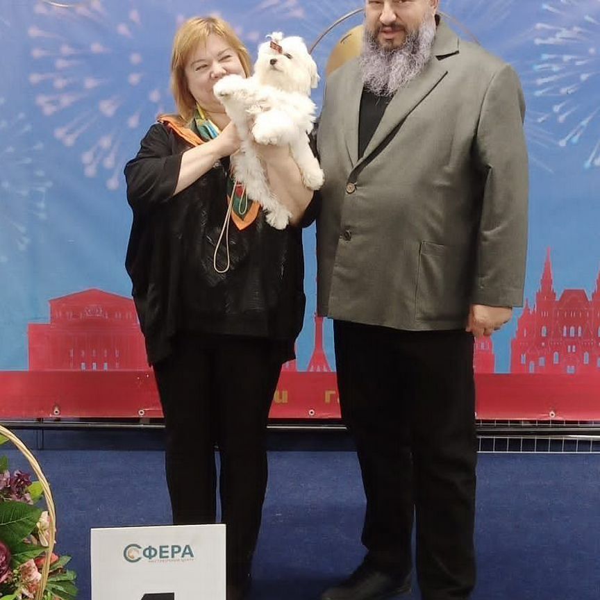 Мальтийская болонка, щенок