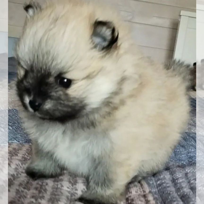 Померанский шпиц, щенок