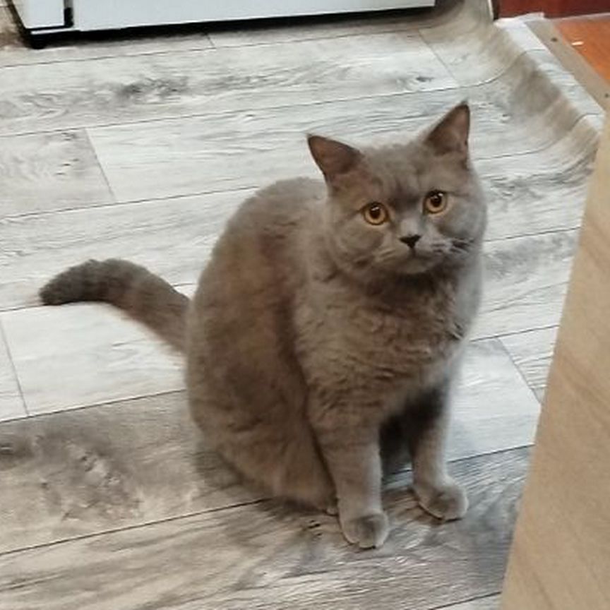 Отдам кота в добрые руки, мальчик 3 года