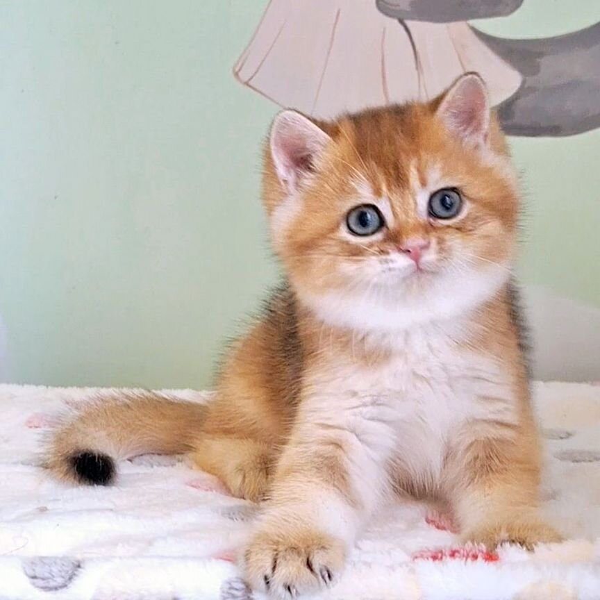 Британские золотые медвежата