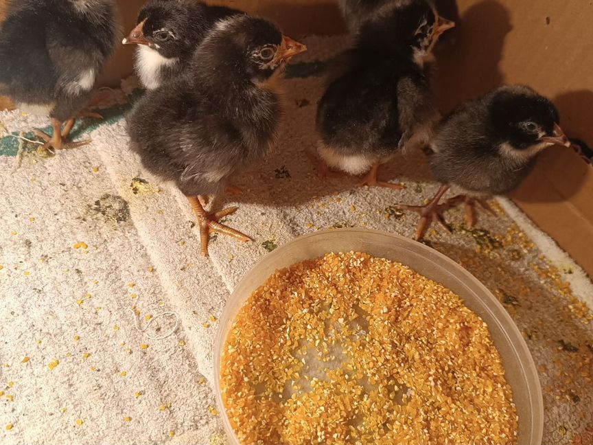 Цыплята плимутрок, ливенские