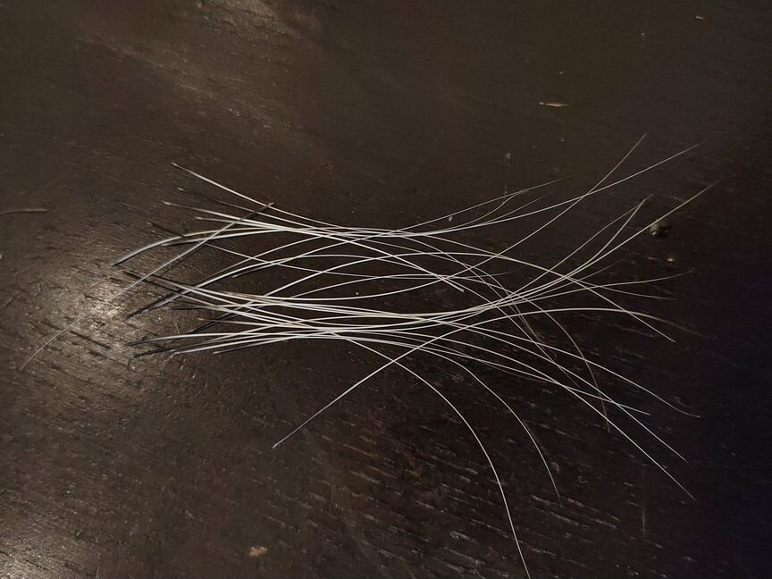 Кошачьи усы, вибриссы