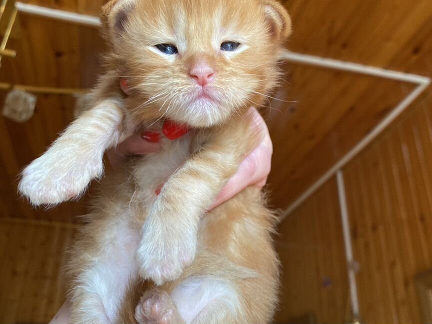 Мейн-кун Винни Пух