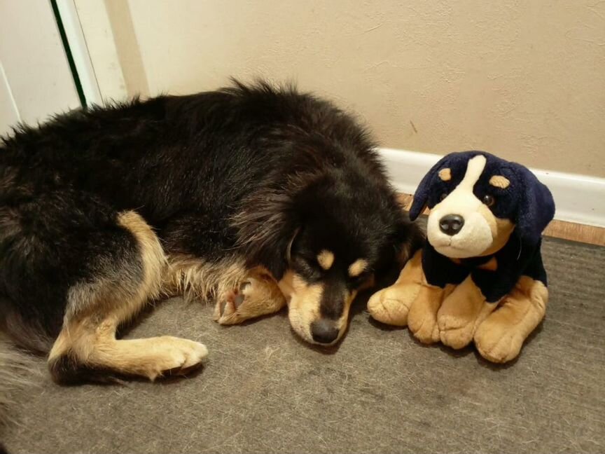 Пес фанат футбола