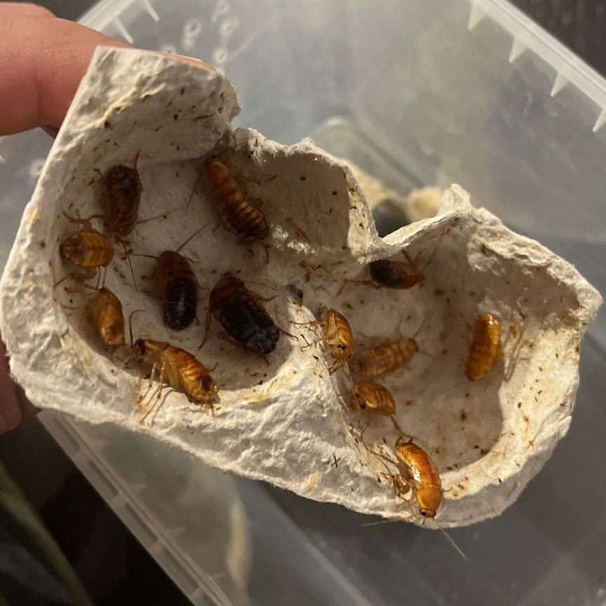 Кормовые тараканы бесплатно в контейнере