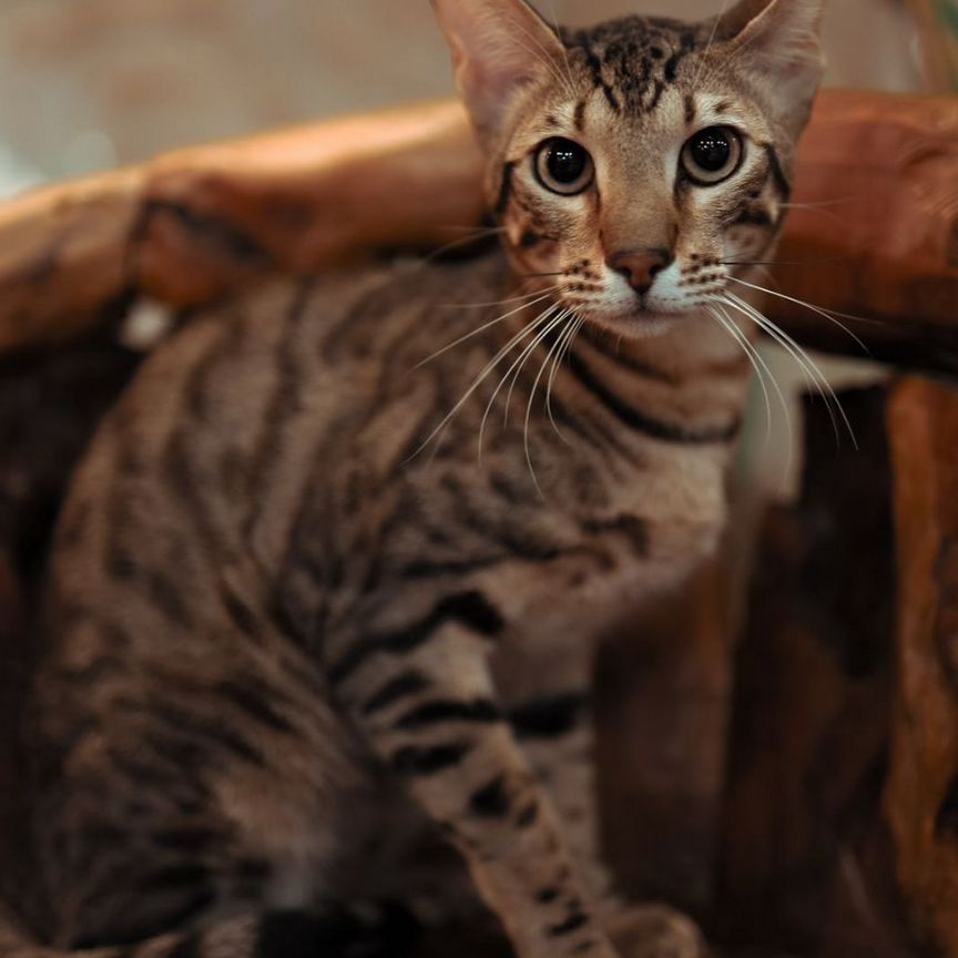 Невероятные братья серенгети