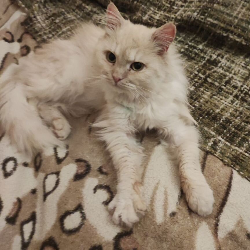 Отдам в добрые руки