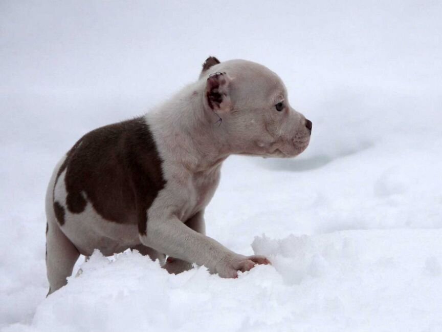 Американский булли