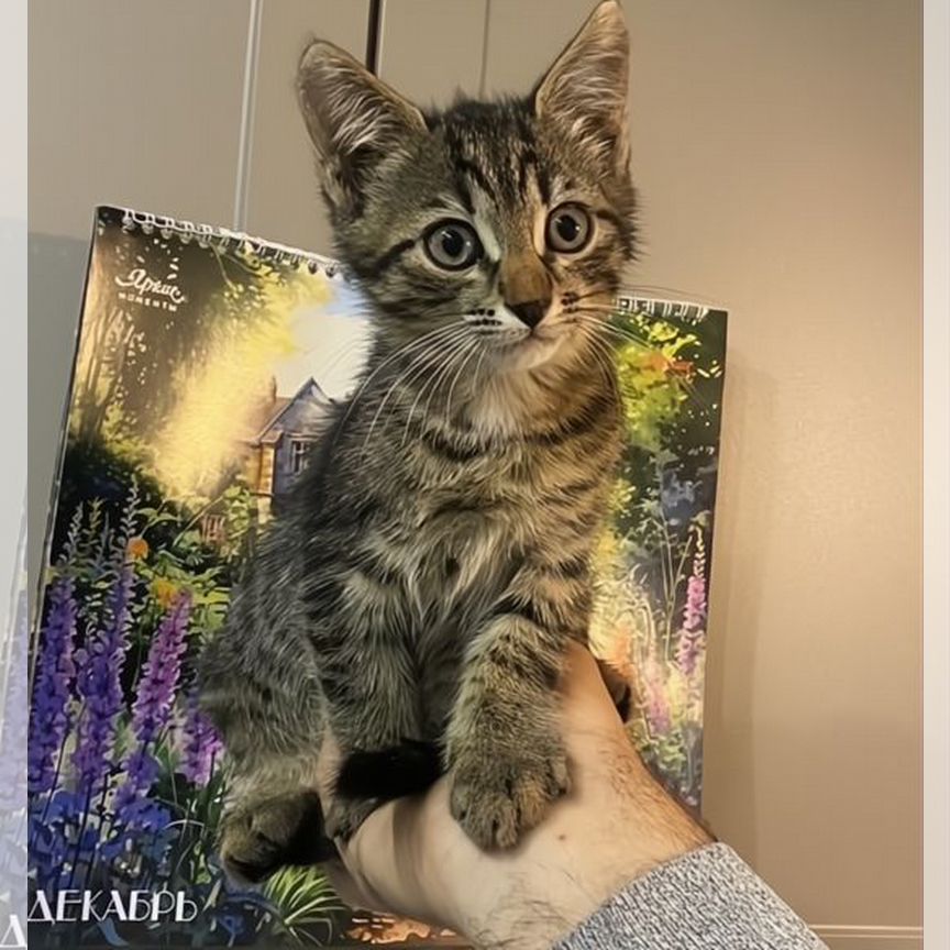 Котёнок в добрые руки