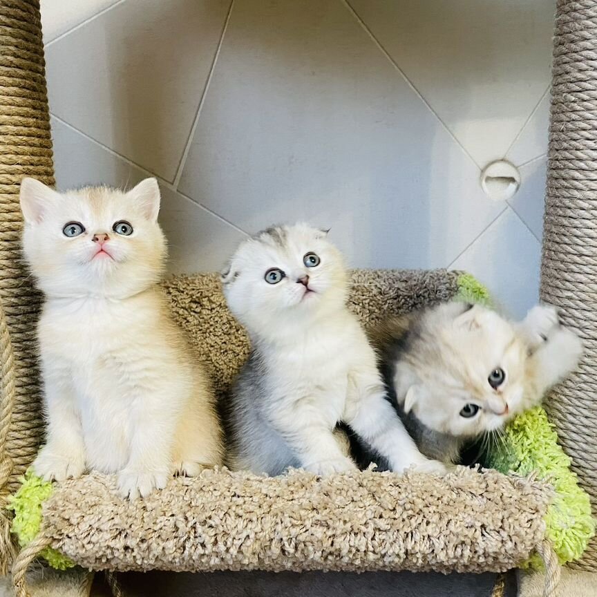 Шотландские вислоухие котята