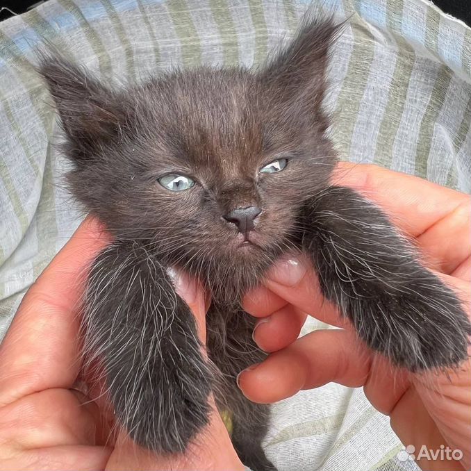 Перчинка котенок в добрые руки бесплатно