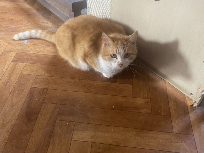 Ищу новый дом