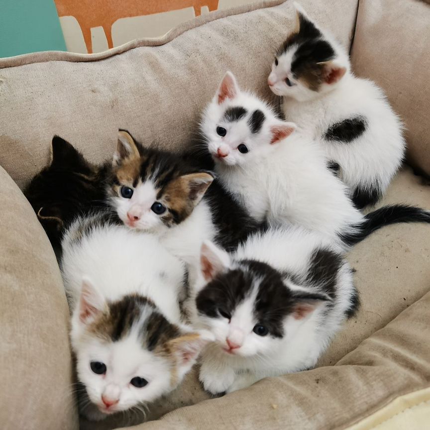 Отдам котят в добрые руки