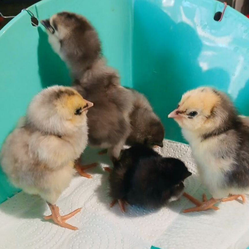 Цыплята, гергебильские, лакендази