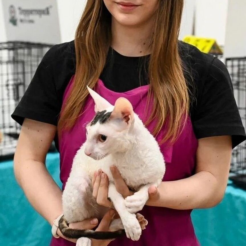 Кот породы корниш рекс
