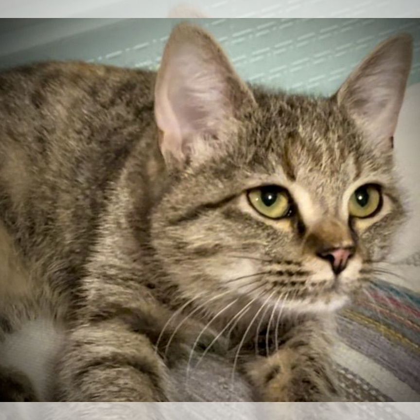 В добрые руки