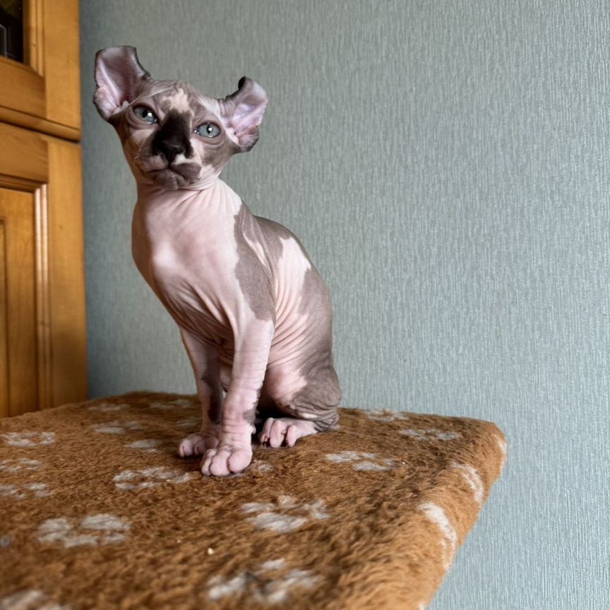 Кошечка канадский эльф