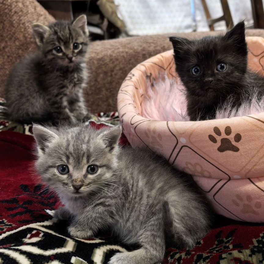 Котята в добрые руки