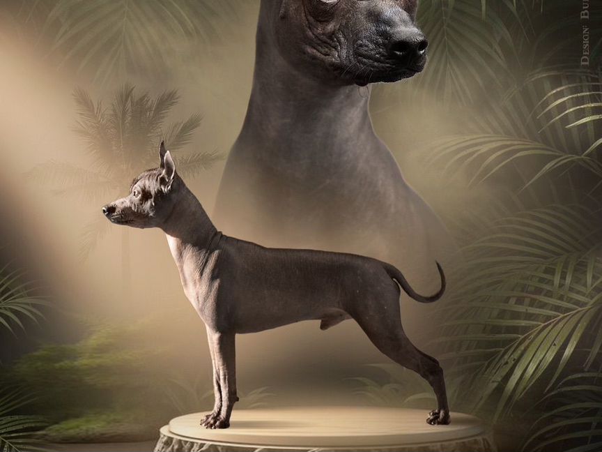 Вязка миниатюрный ксолоитцкуинтли