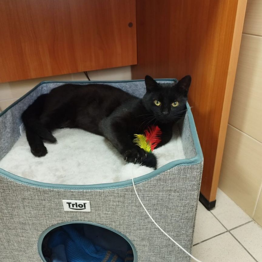 Ласковый черный котик