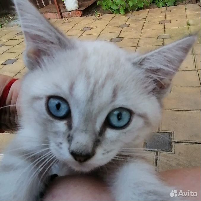 Котенок Охос Азулес