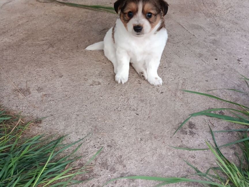 Щенки метисы