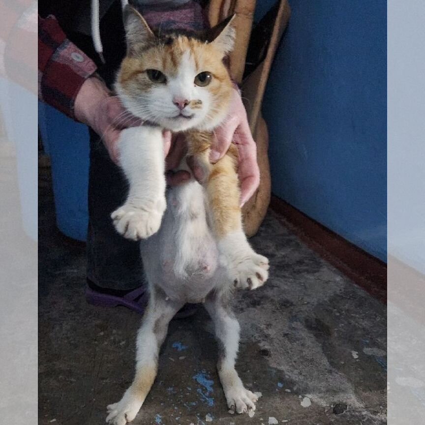 Взрослая кошка от частного владельца