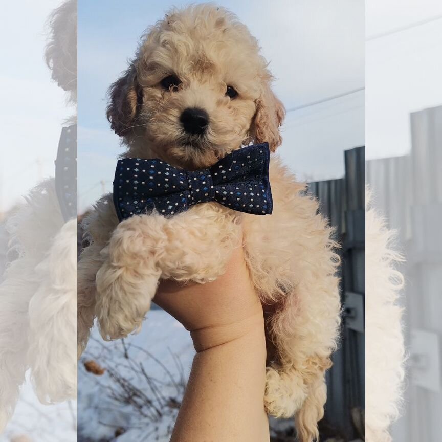 Той-пудель, щенок