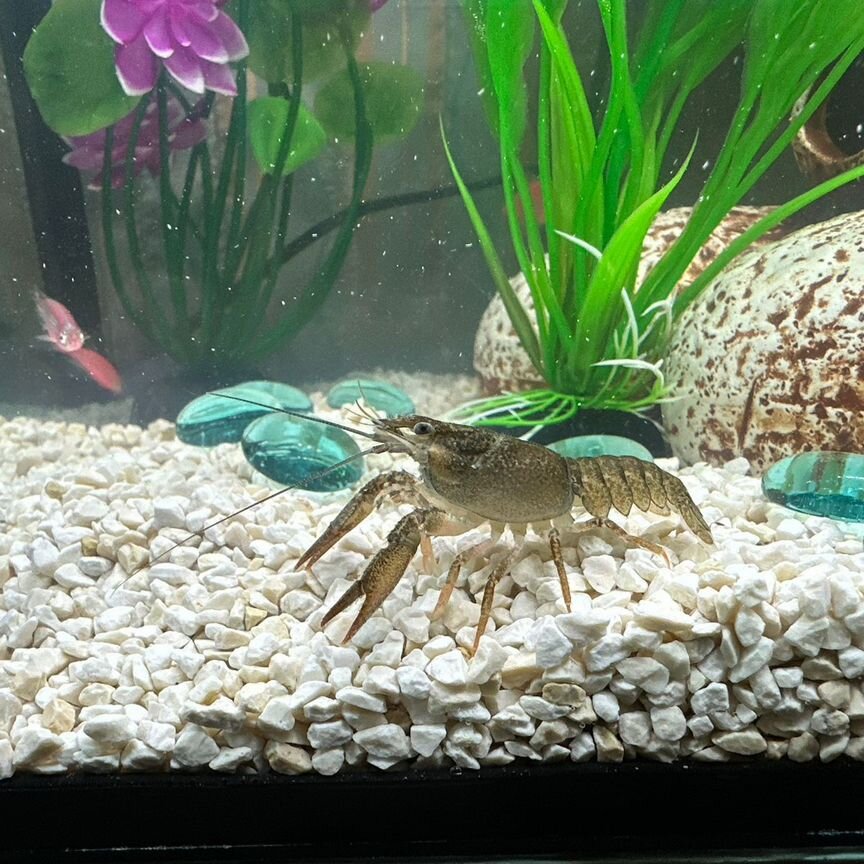 Рак речной для аквариума