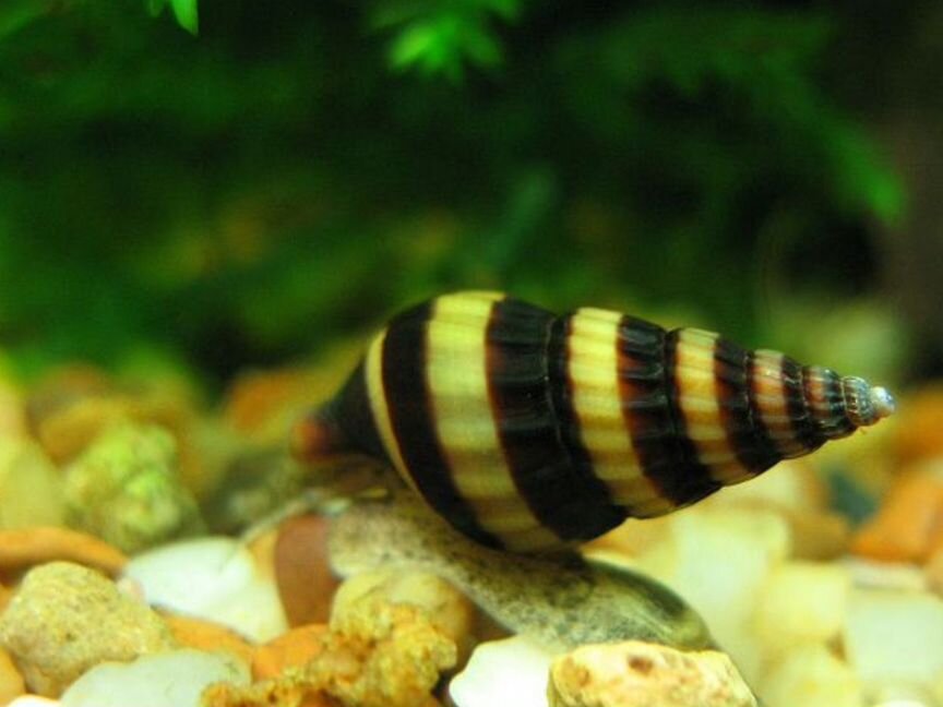 Улитка хелена