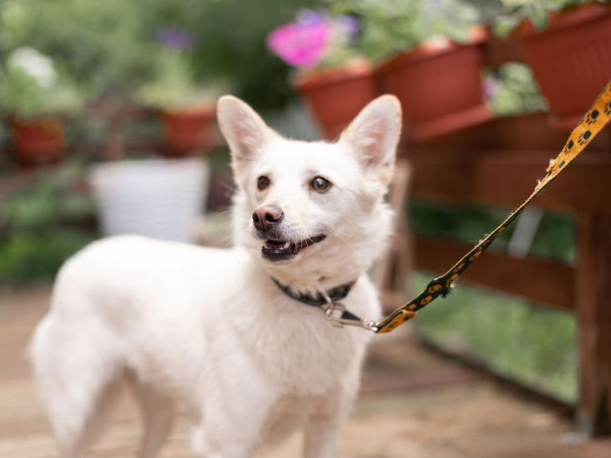 Маленькая собака в добрые руки