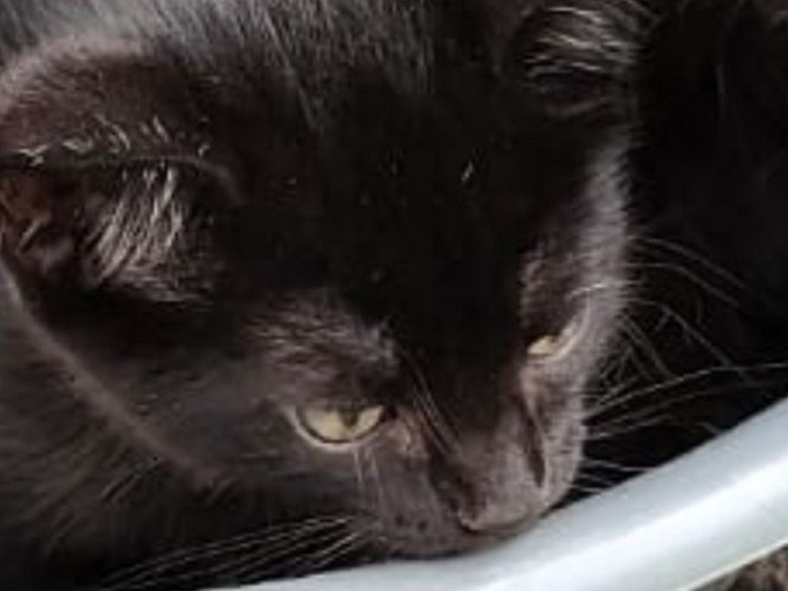 Отдам в надежные руки котенка девочку бесплатно