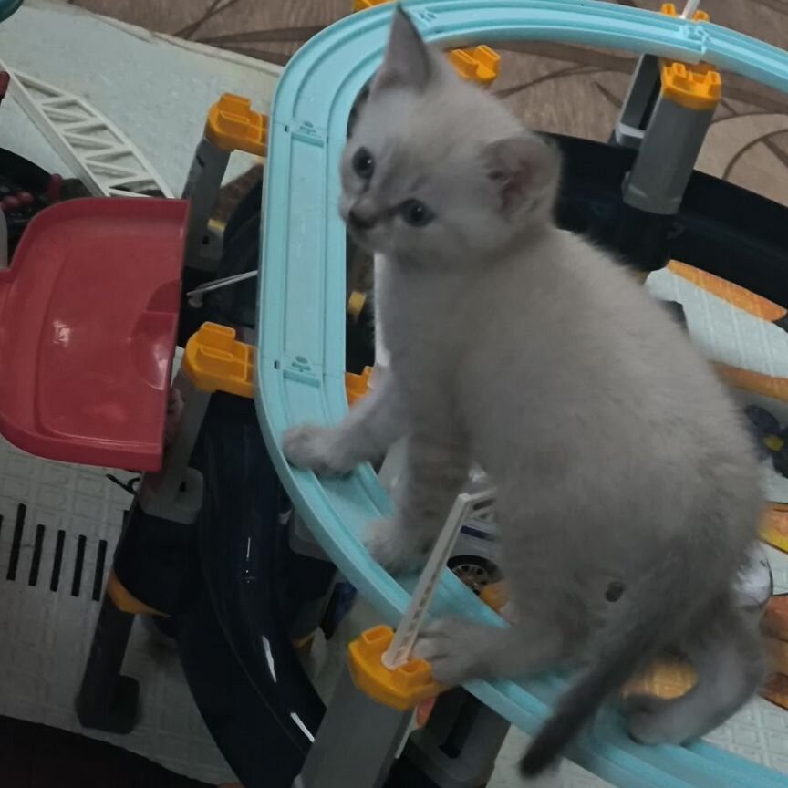 Шотландский вислоухий длинношёрстный котёнок