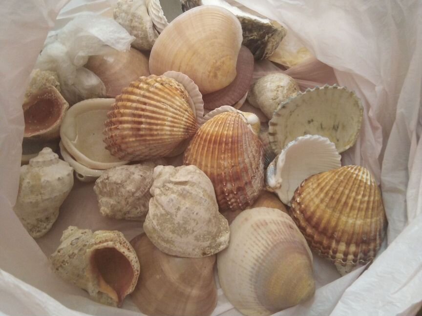 Ракушки морские