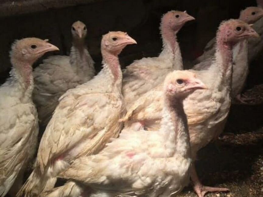 Индюки индюшата