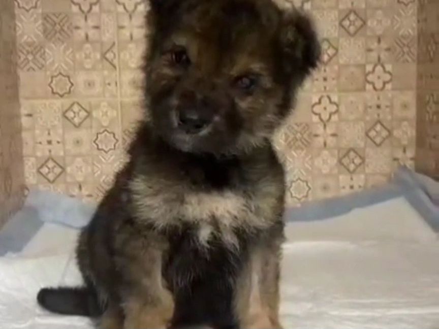 Щенок в добрые руки