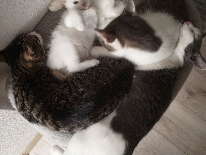 Маленький Умка ищет хороших родителей