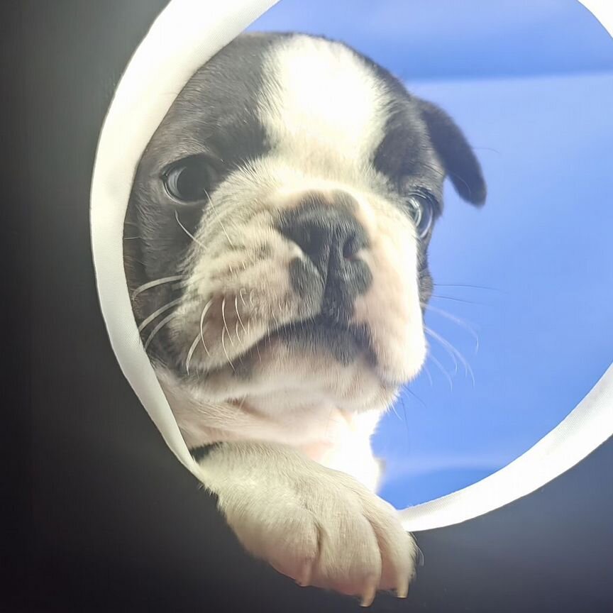 Бостон-терьер, щенок