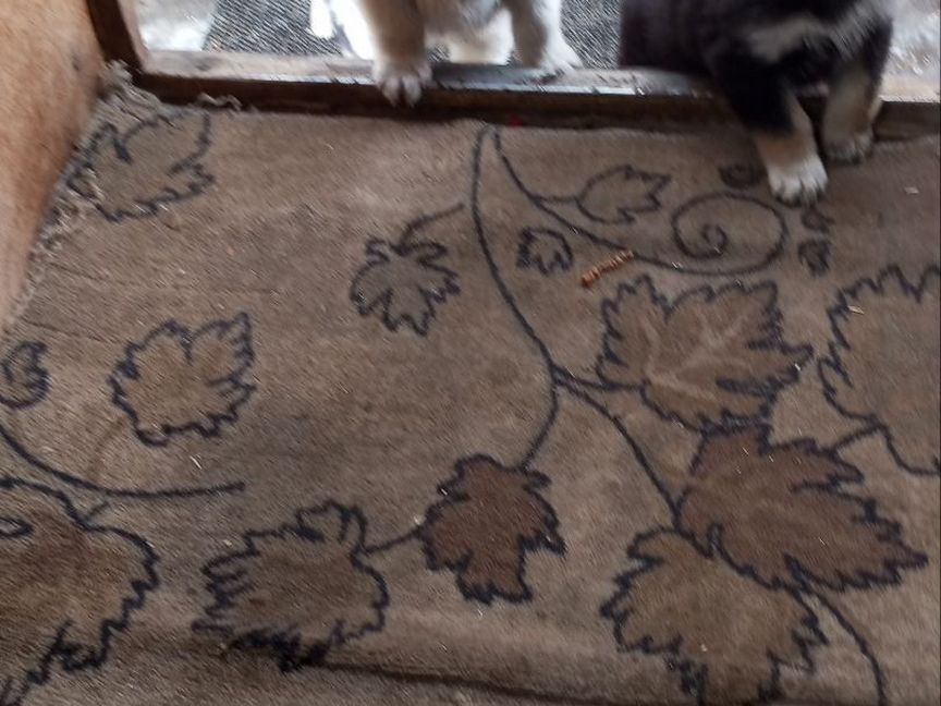 Щенки в добрые руки милашки ищут дом