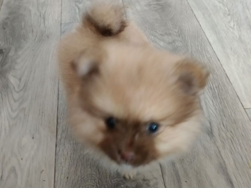 Продам или обменяю на мальчика померанца мини