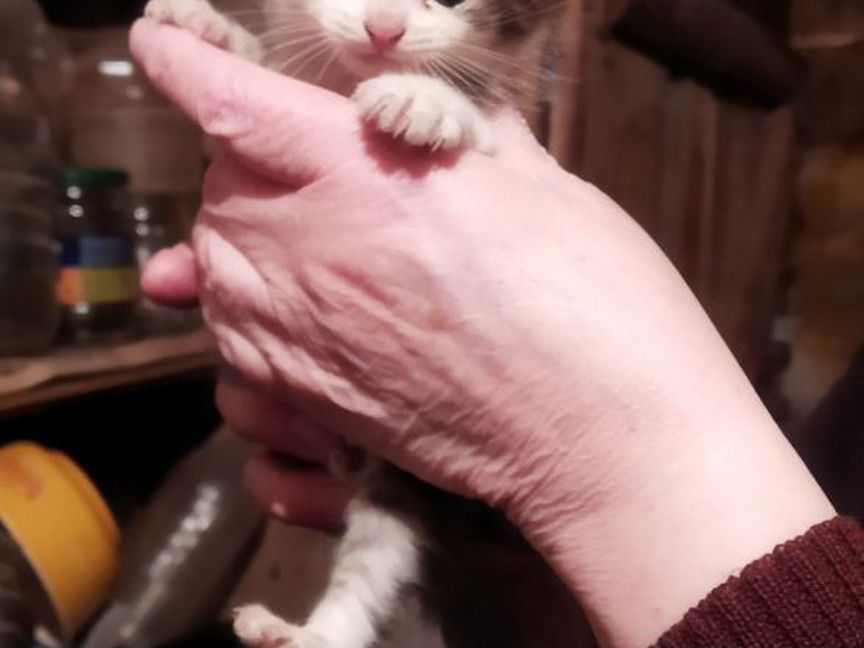 Котята в добрые руки бесплатно