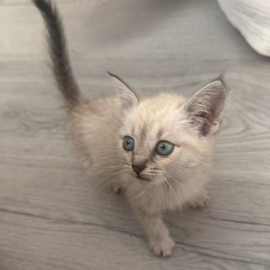 Котёнок