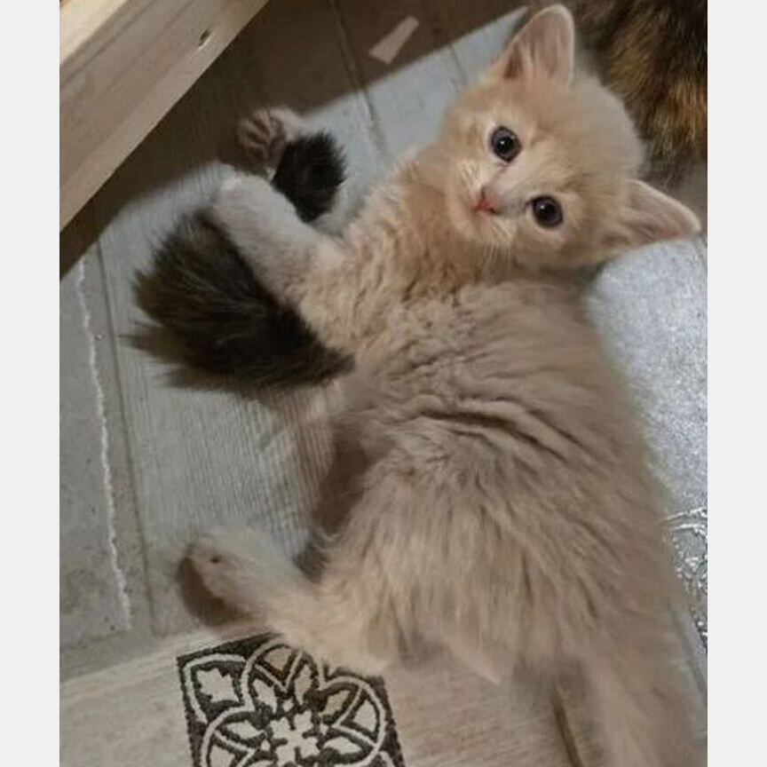 Котенок в дар белый мальчик