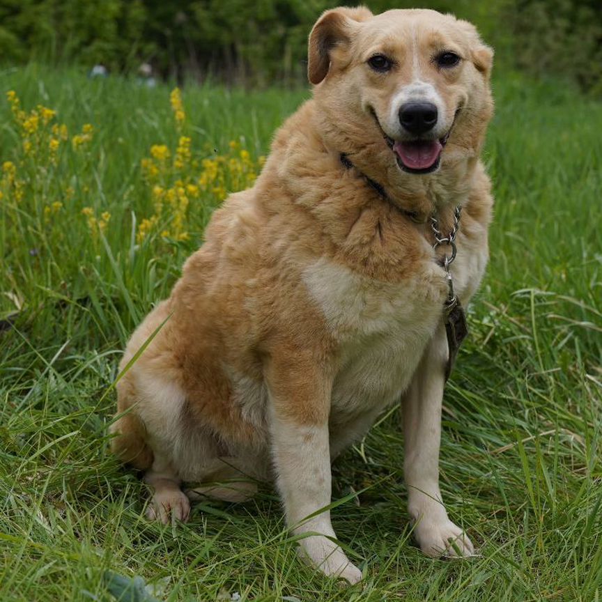 Собака в любящие ручки