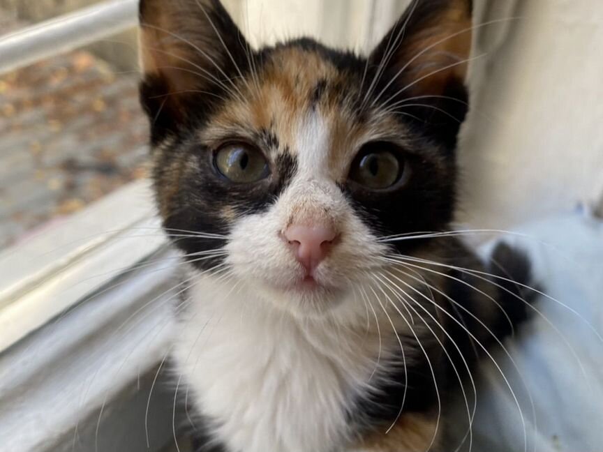Котенок