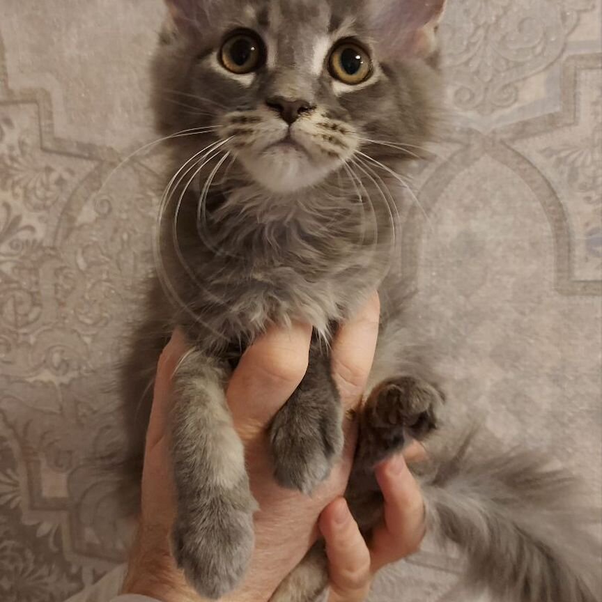 Мейн-кун