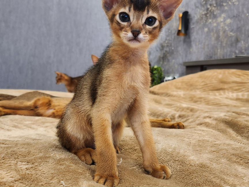Абиссинский котенок