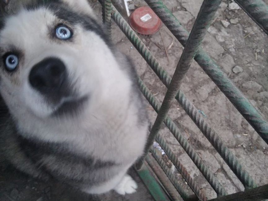 Голубоглазый хаски в добрые руки