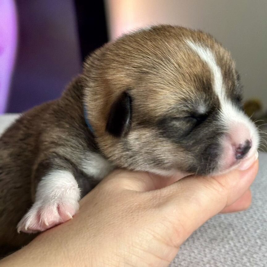 Вельш Корги Пемброк, щенок