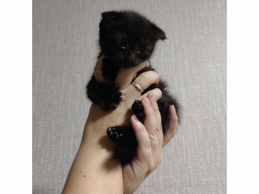 Продам котят помесь британки с шотландцем